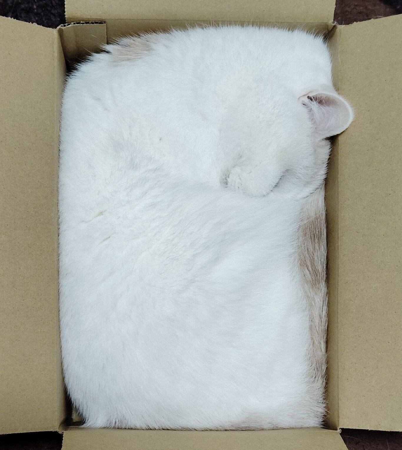 ダンボール箱に“完全な四角”でハマる猫 思わず二度見の姿が21万いいねの大反響｜ねこのきもちWEB MAGAZINE