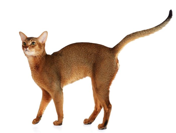 アビシニアンの特徴と飼い方 可愛い画像いっぱい|ねこのきもち 猫図鑑|ねこのきもちweb Magazine