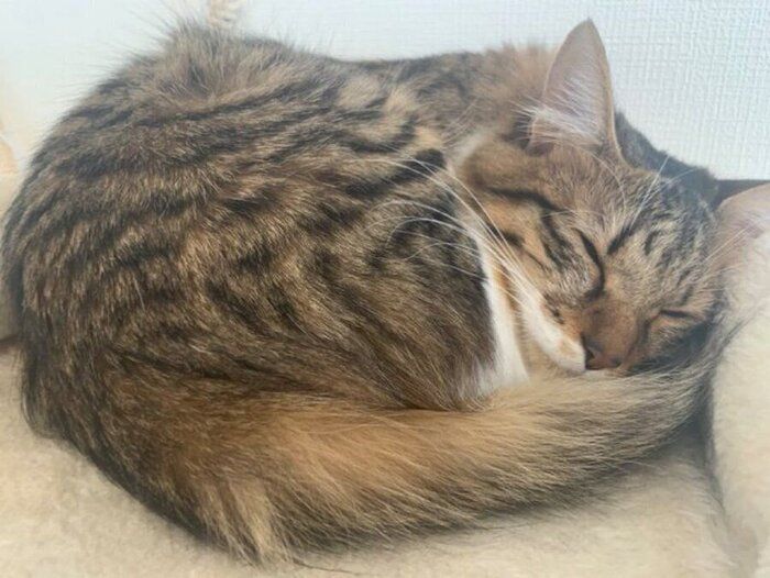 迎え入れ当初はケージの隅で体を丸めるような元保護猫 食後に見せた“丸まって眠る姿”が話題に！｜ねこのきもちWEB MAGAZINE