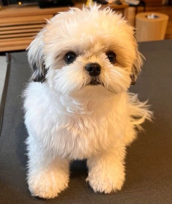 はさみを「ささみ」と聞き間違えた犬が可愛い! 犬が覚えやすい、聞き間違えやすい単語には傾向も|獣医師解説|いぬのきもちweb Magazine