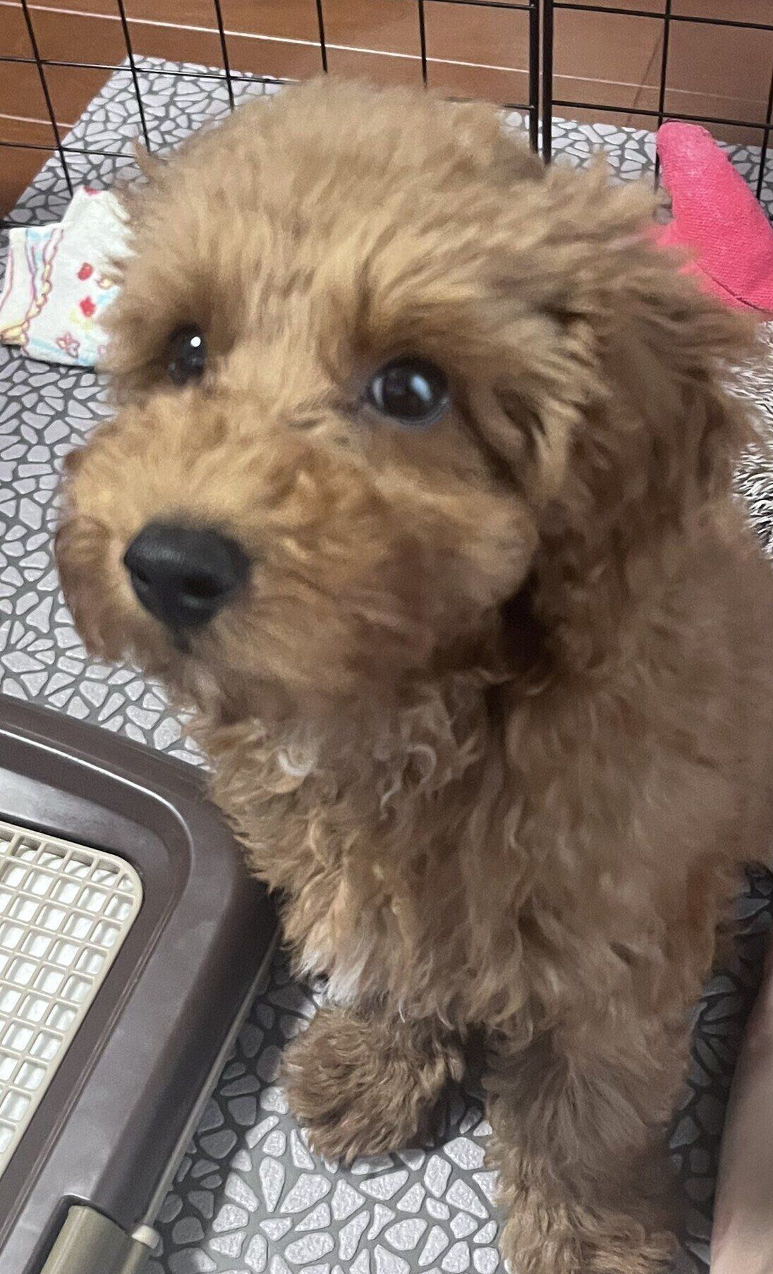 あどけない表情だった生後3カ月のトイプードルをお迎え→2才になり、やんちゃで優しいコに成長！「もらった幸せを返していきたい」｜いぬのきもち ...