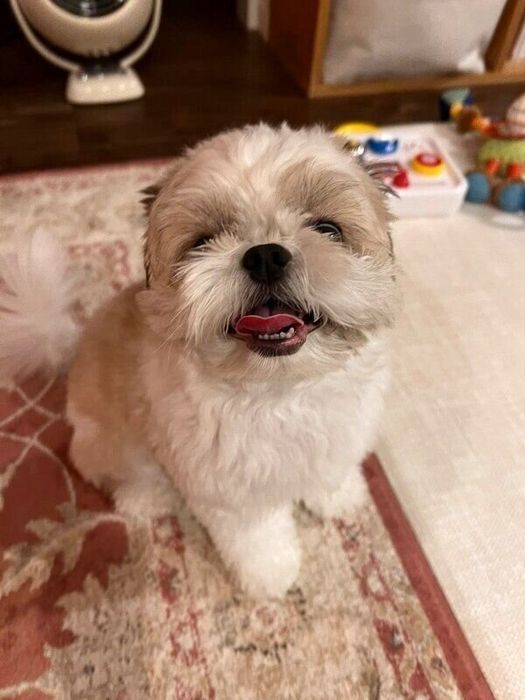 遊びに来ていたおばあちゃんが帰ってしょんぼり? 洗面所の奥で「露骨に拗ねる」犬の姿がいじらしい|いぬのきもちweb Magazine