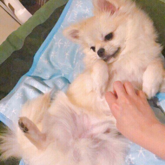 犬はなぜ触られると嬉しいの? メリットが多い「タッチケア」の方法|いぬのきもちweb Magazine