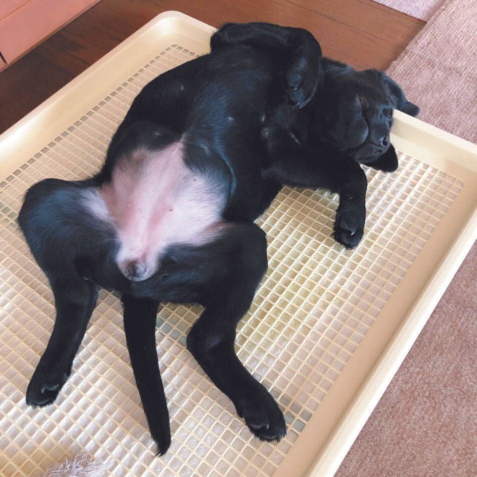 寝相で性格が分かる!? 天真爛漫＆甘えん坊タイプの犬の寝相とは｜いぬのきもちWEB MAGAZINE