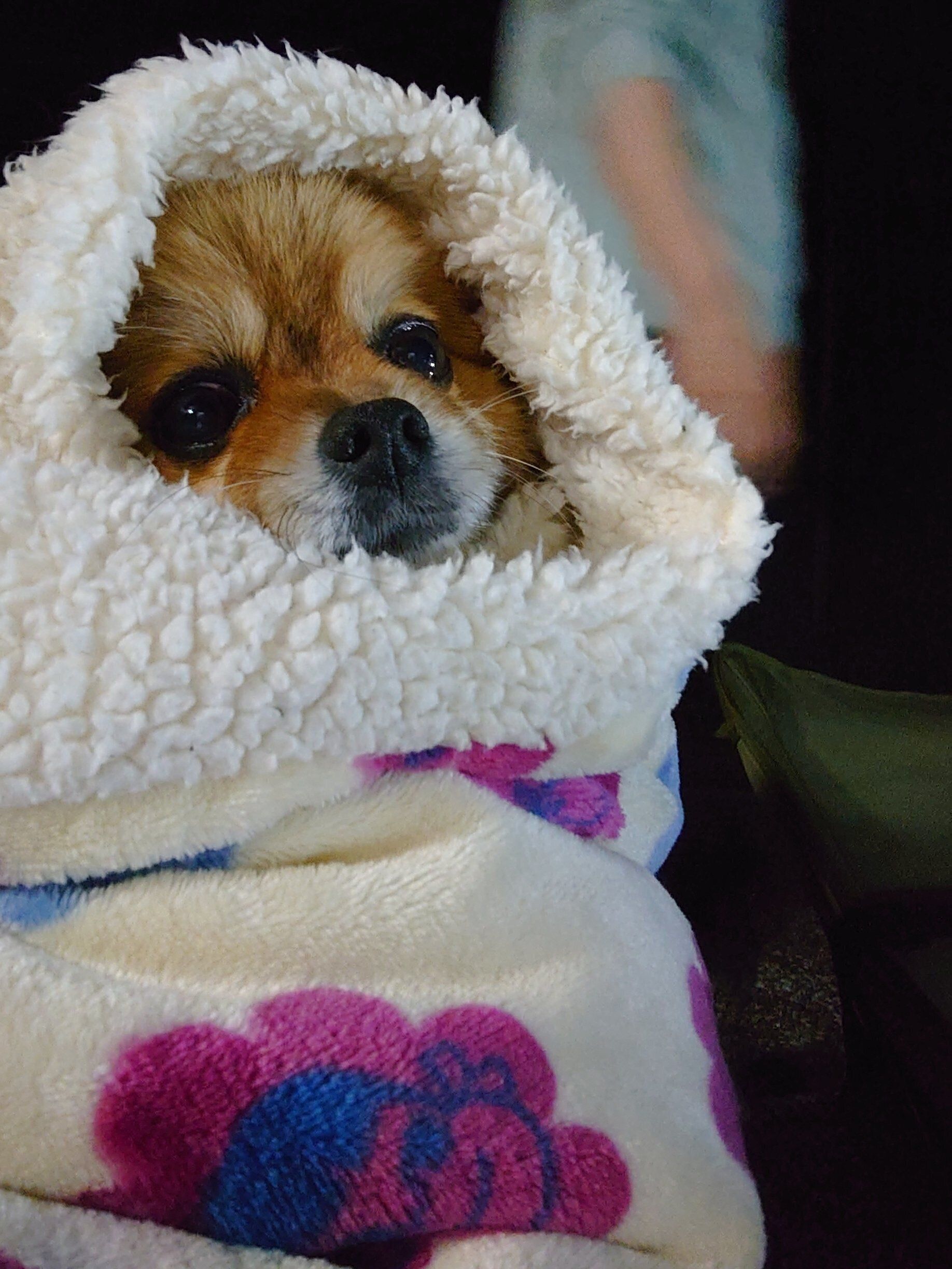 飼い主がバーベキュー中、「自然とそこにいるポメラニアン」に16万いいね!!椅子にすっぽりおさまり、超リラックスモードで参加する姿にほっこり ...